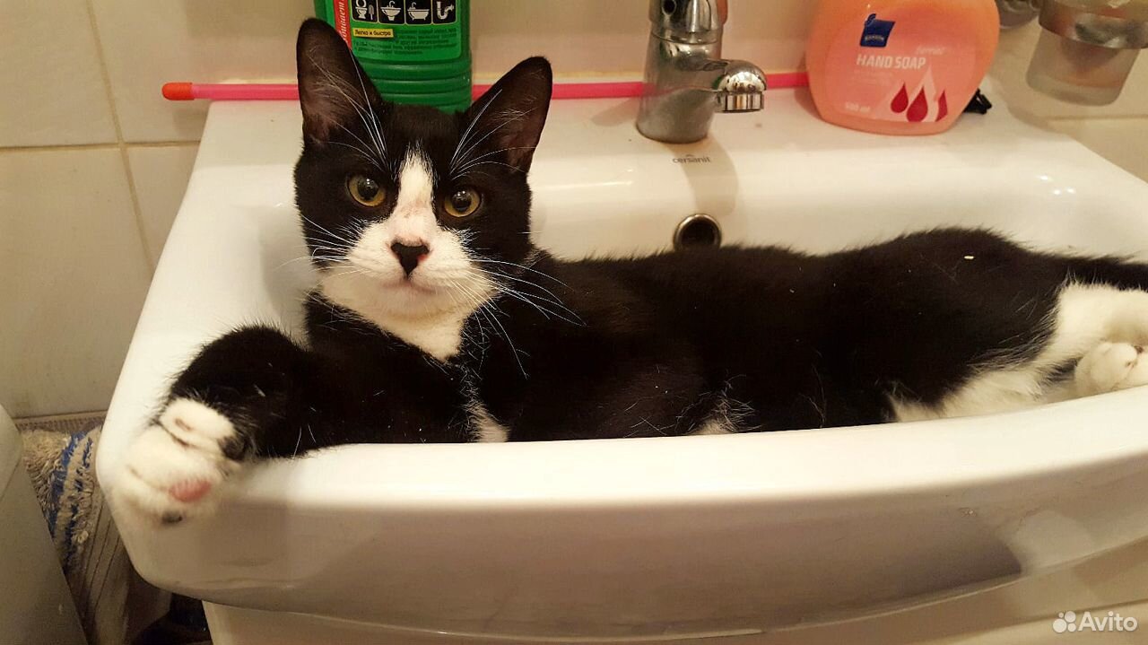 Удивительно общительный котенок