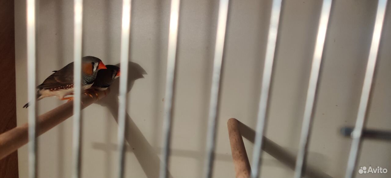 Зебровые амадины