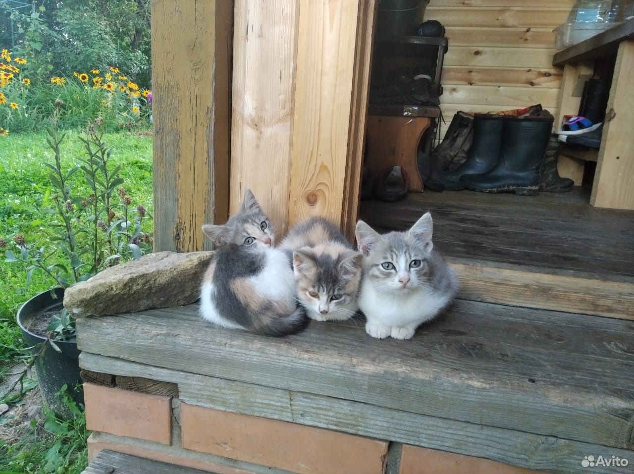 Котята в добрые руки