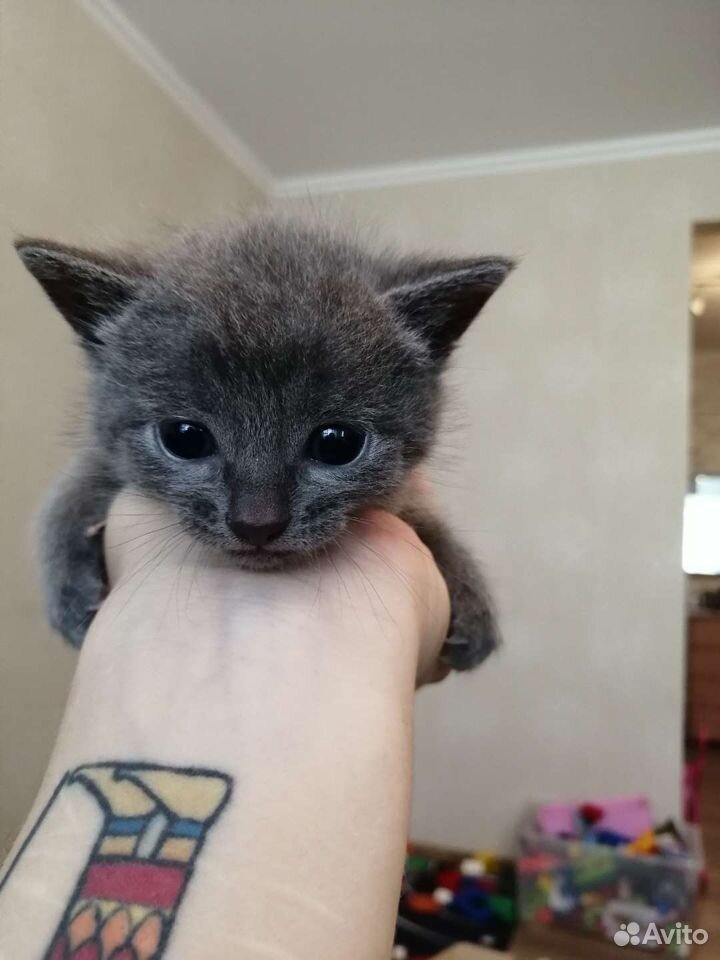 От клубного обиссинца и дворянки