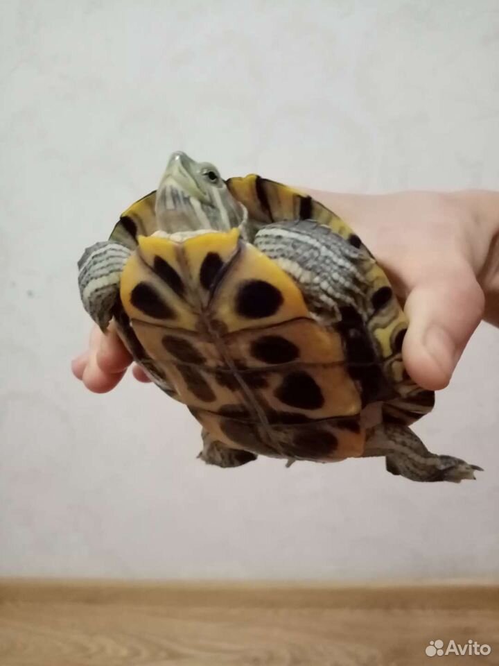 Черепаха красноухая водоплавающая