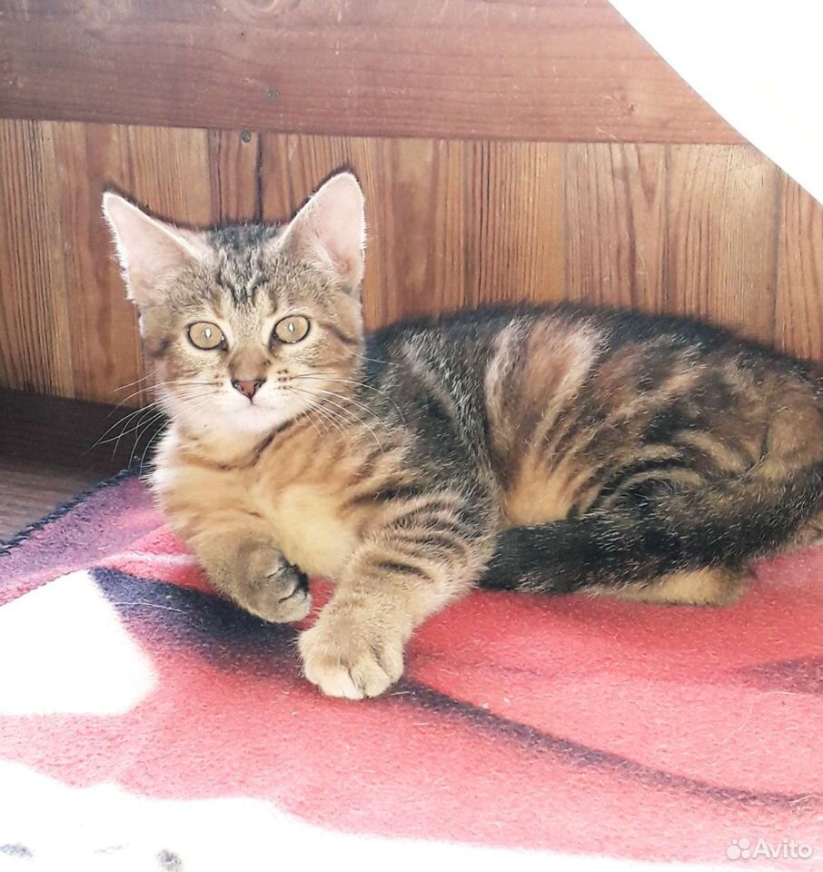 Котенок Матильда