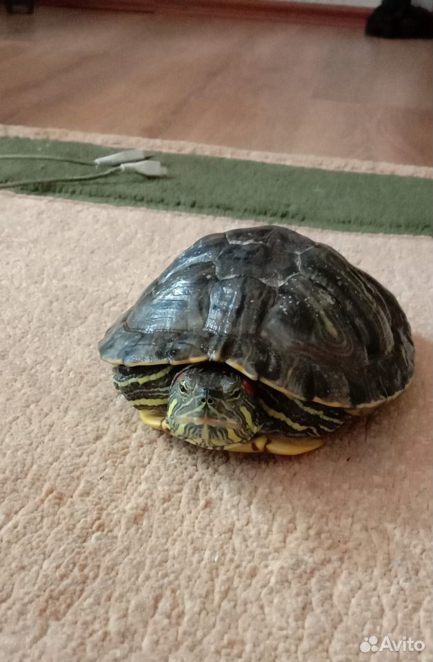 Отдаю черепаху в добрые руки