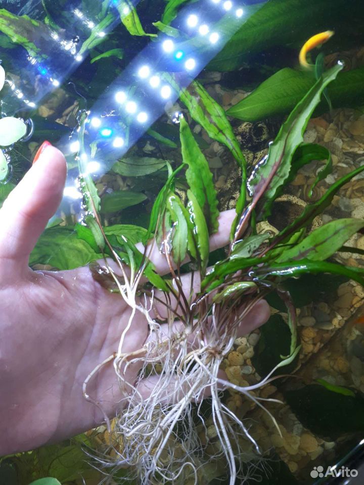 Растения для аквариума криптокорина