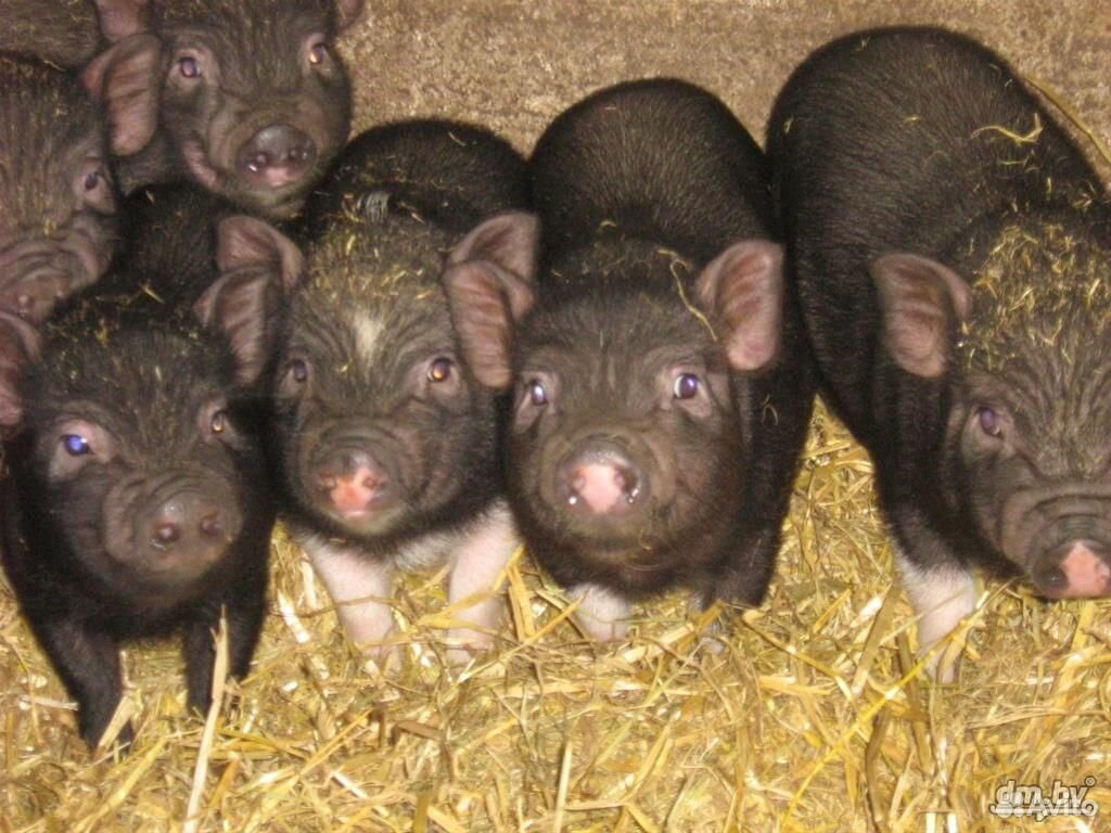 Вьетнамск вислобрюхий поросенок