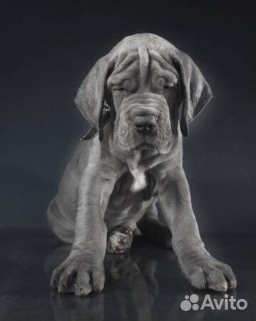 Немецкий Дог и Бордоский Дог из питомника