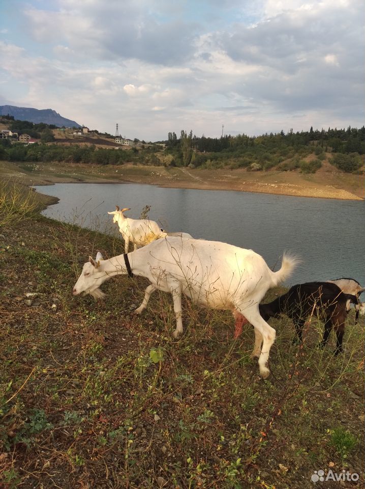 Продам козу
