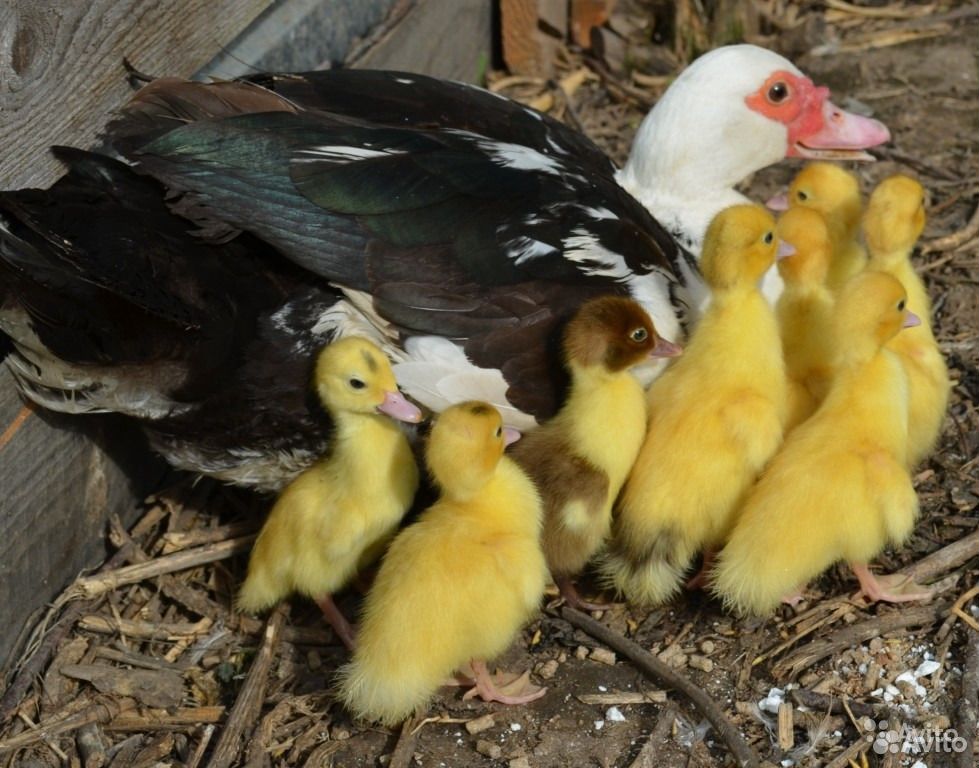 Утки и утята