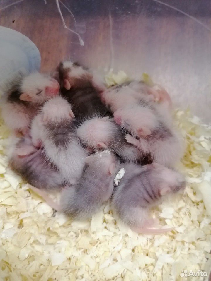 Опушата заморозка