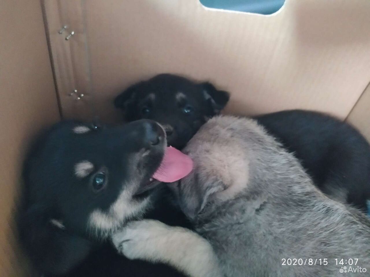 Щенки овчароидного типа