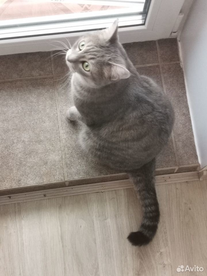 Отдам кошечку