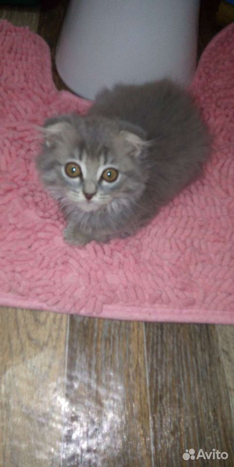 Шотландская