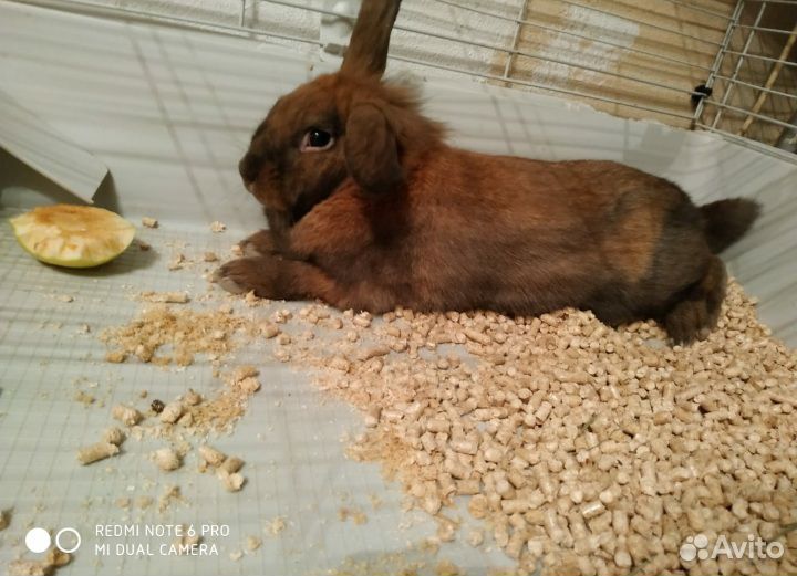 Декоративный кролик