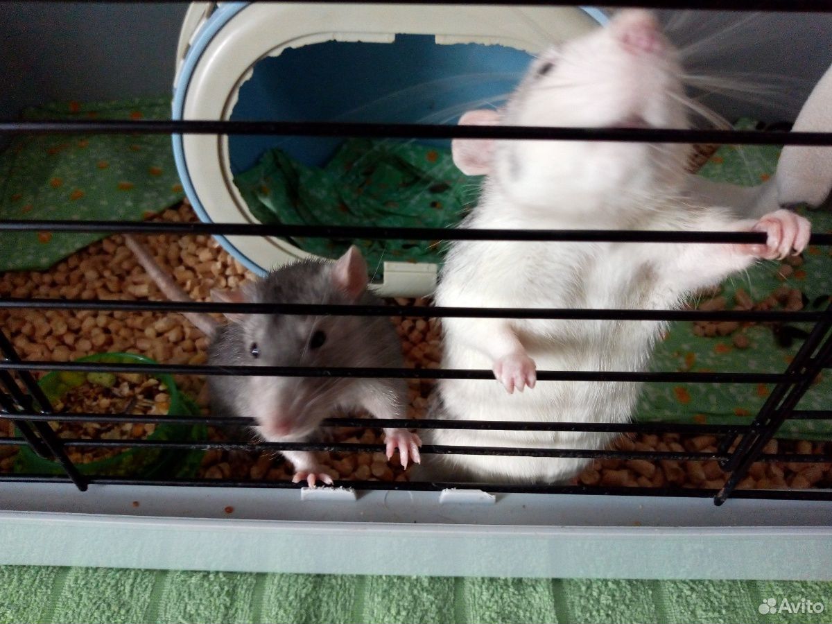Крысы (2 мальчика, полугодовалые)