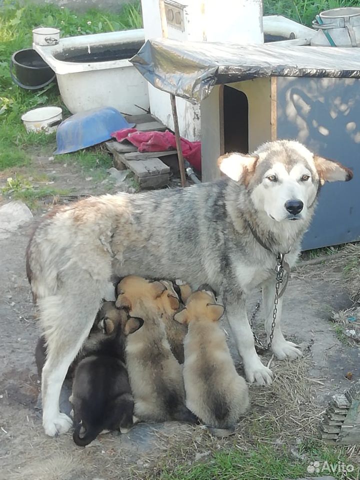Щенки лайка-маламут 1,5 мес