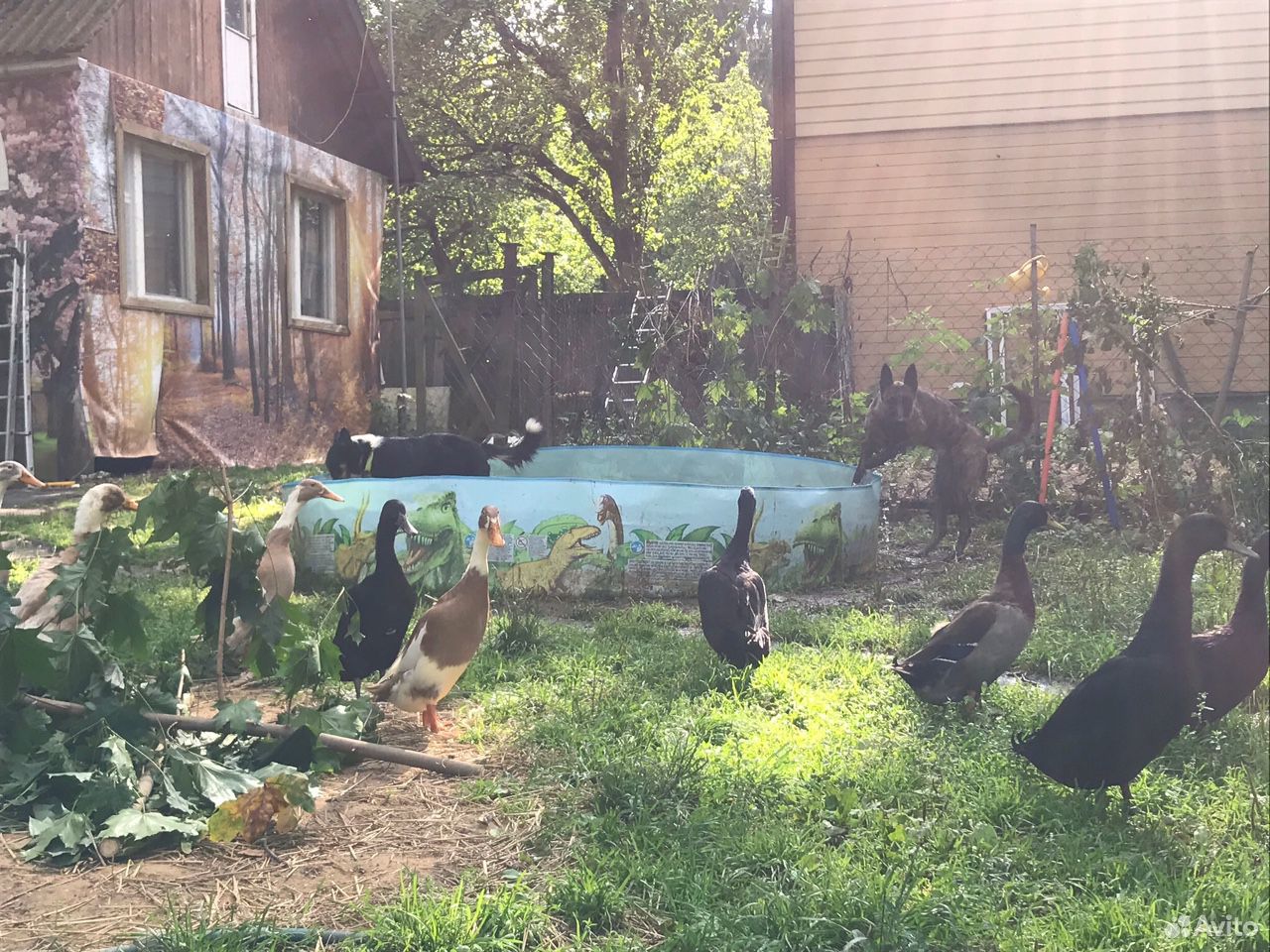 Индийский бегунок