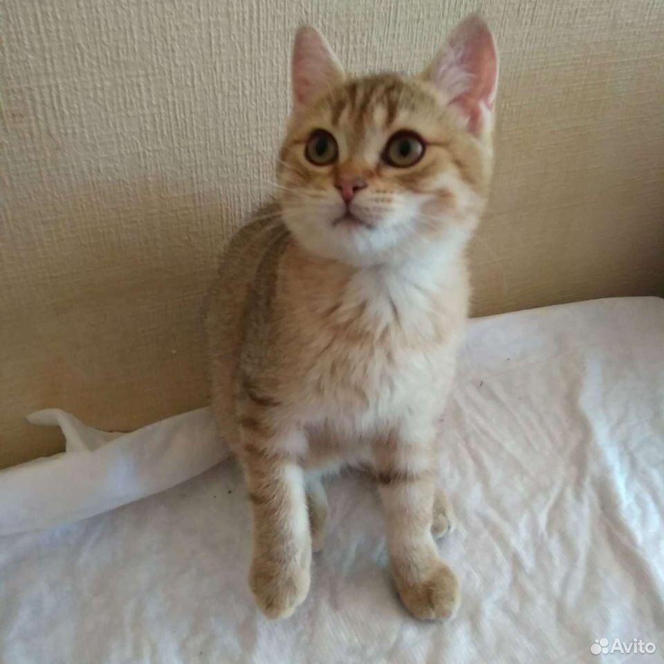 Британский котёнок