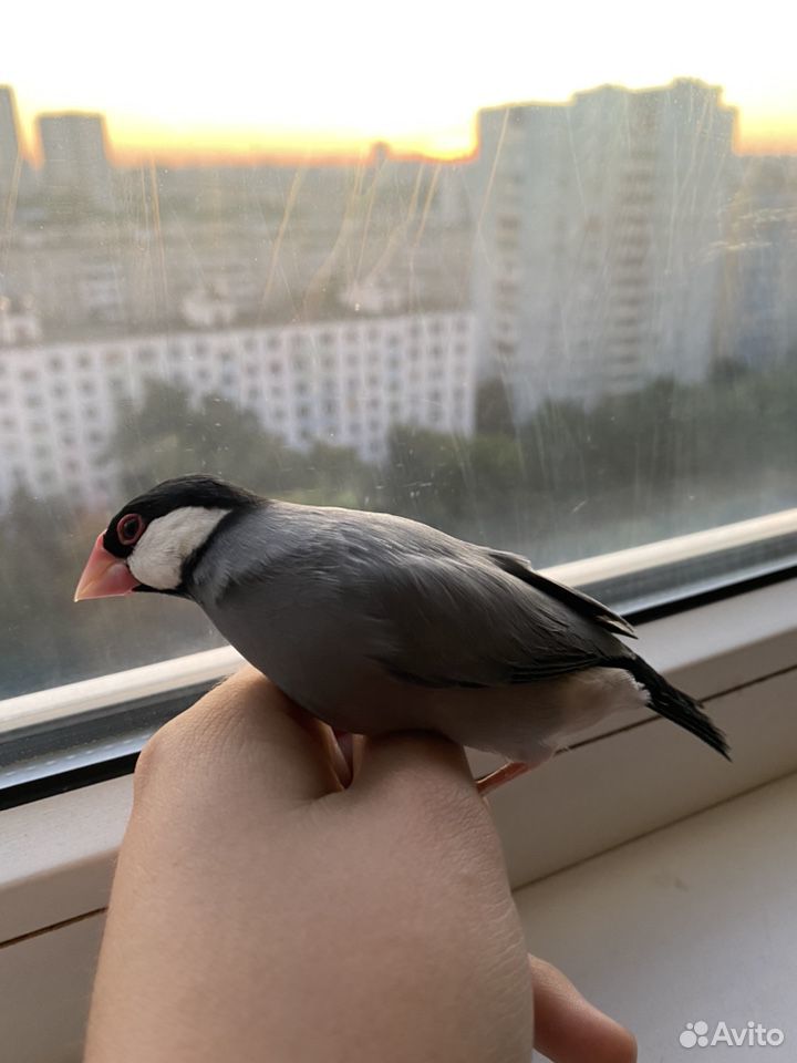 Рисовый амадин самец