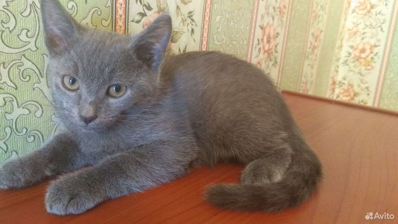 Отдам месячного котенка в добрые руки
