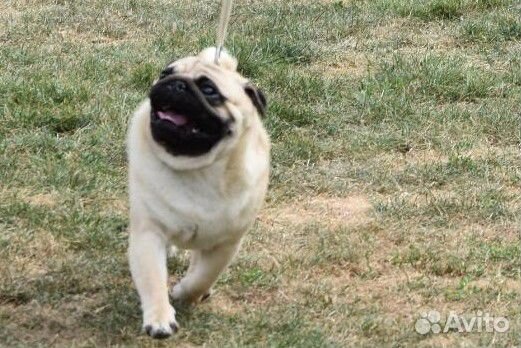 Мопс открыт для вязок. Приглашает девочек