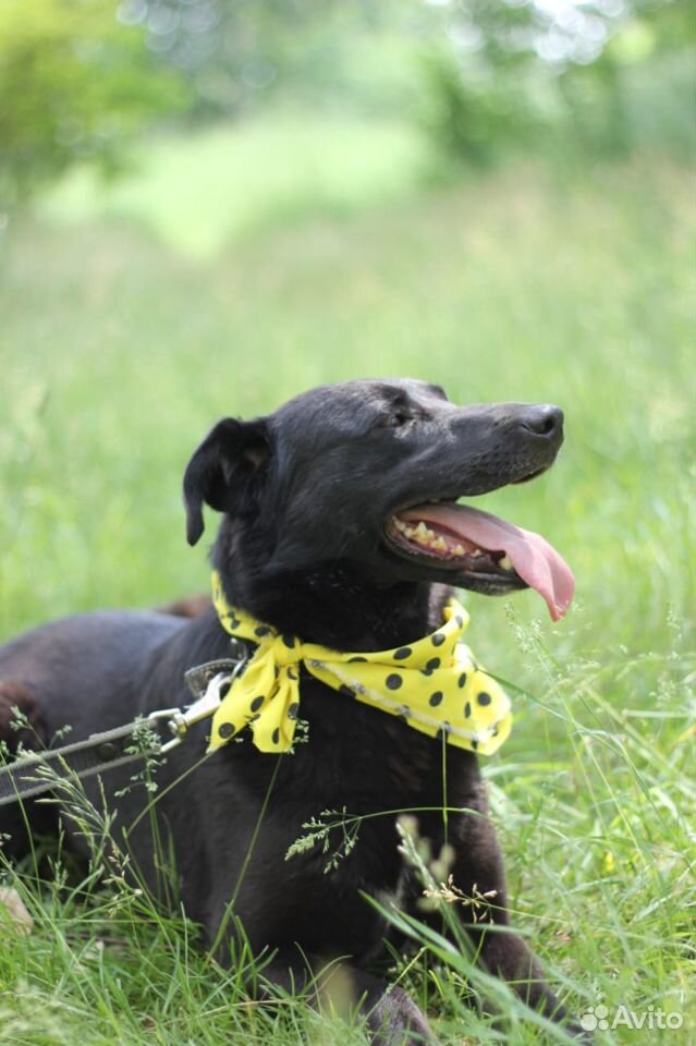 Щенок Марк отдается в добрые руки