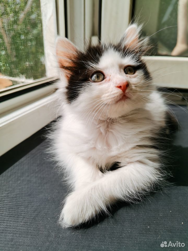 Котенок-мальчик 1,5 месяца
