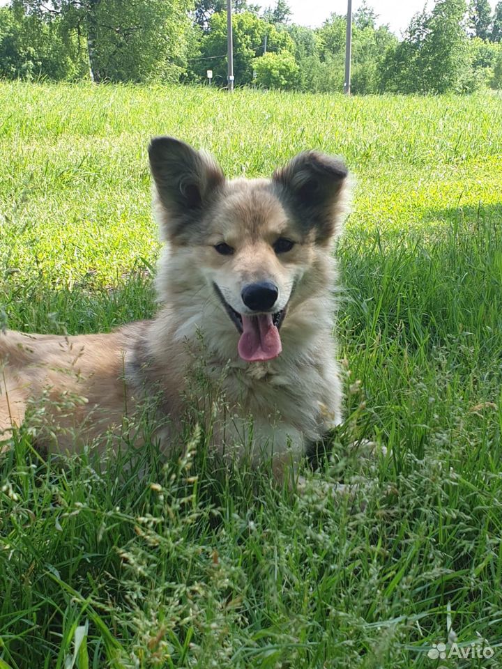 Красавец Тони ищет дом