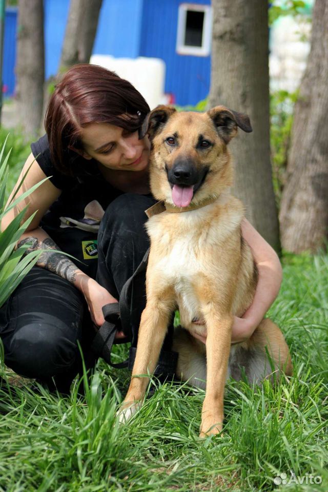 Собака в добрые руки