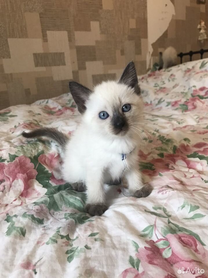 Невские маскарадные девочки