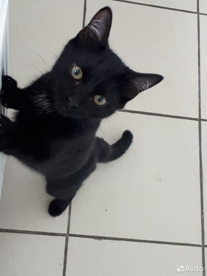 Черный котенок