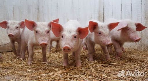 Поросята