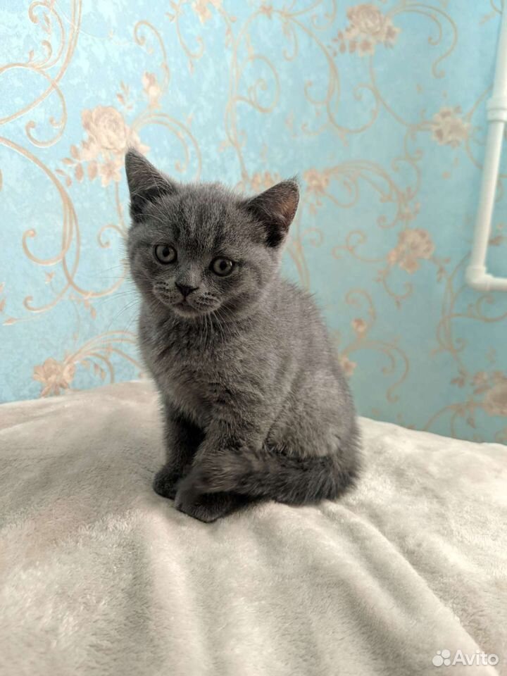 Котенок британской породы