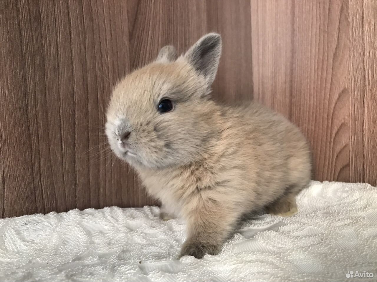 Карликовый кролик на бронирование