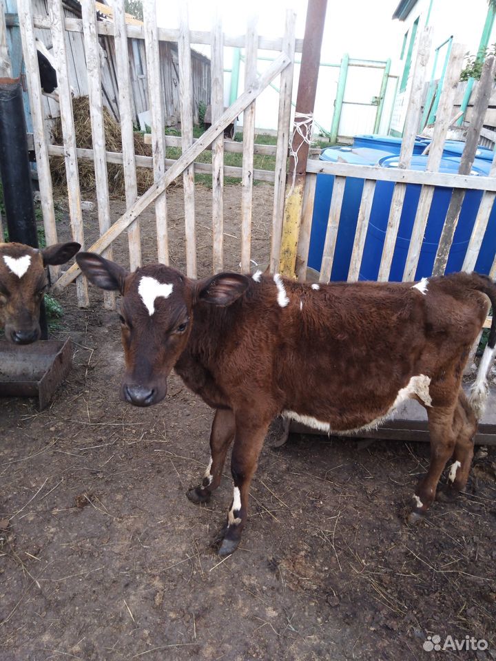 Телята от 1 до 5 месяцев