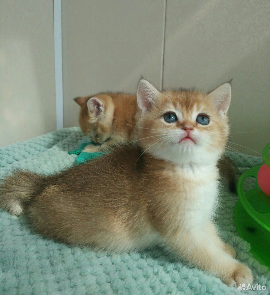 Мандаринки- девочки