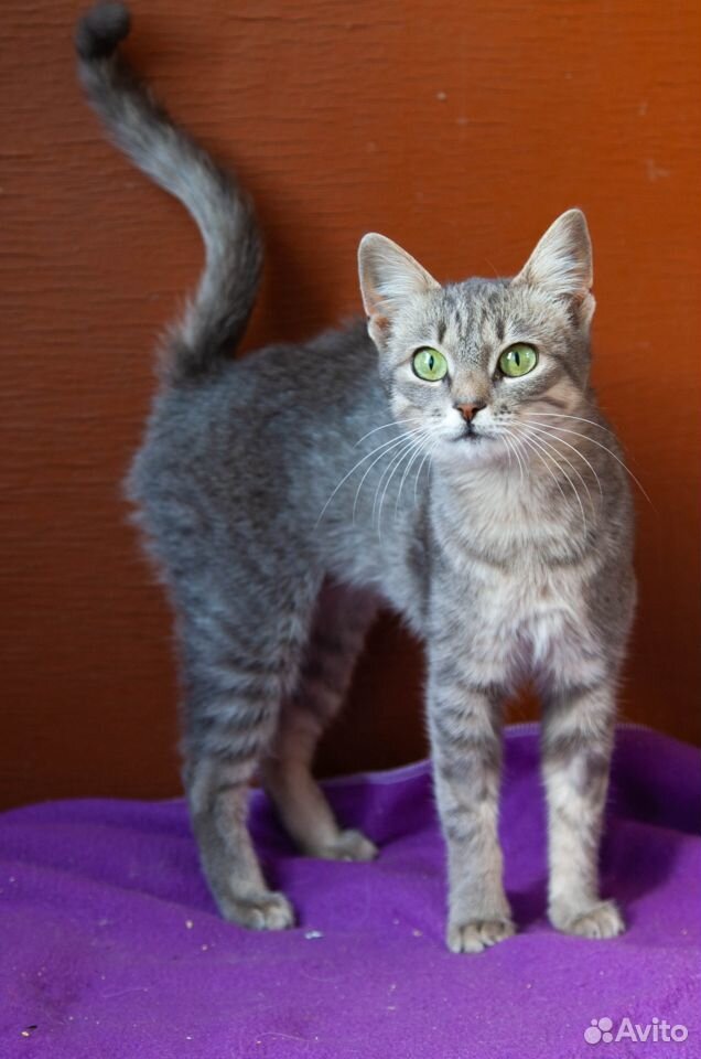 Кошечка Мурзилка ищет дом