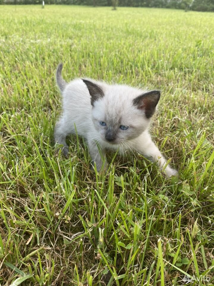 Котенок