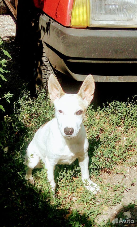 Щенок Гай, 6 мес. Помесь