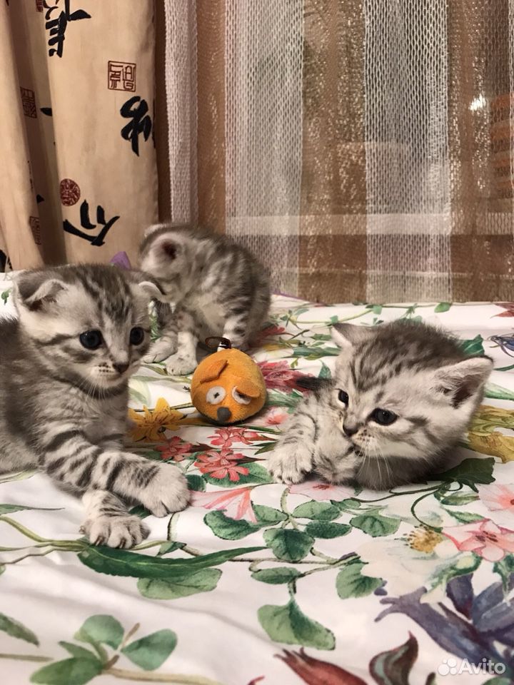 Котята шотландской вислоухой (митисы)