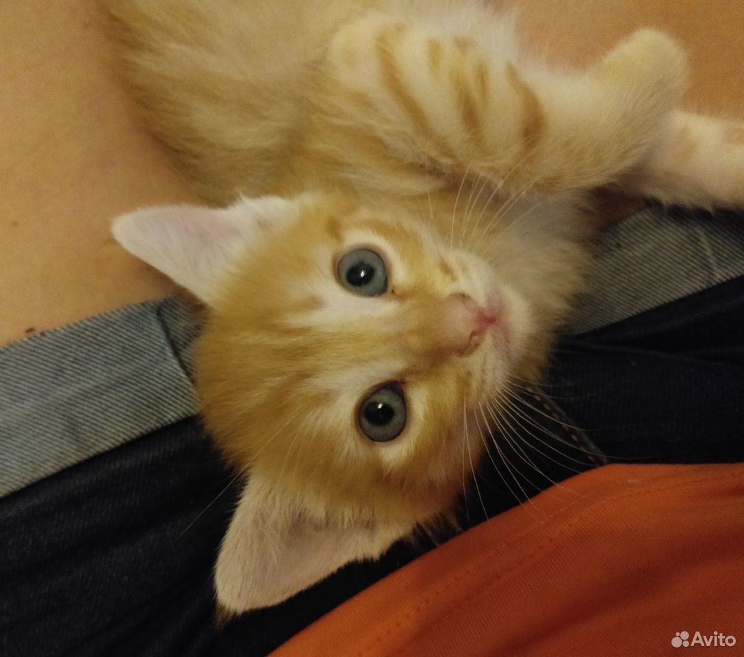 Кот рыженький