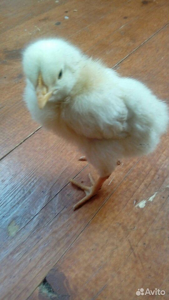 Цыпленок кур несушек