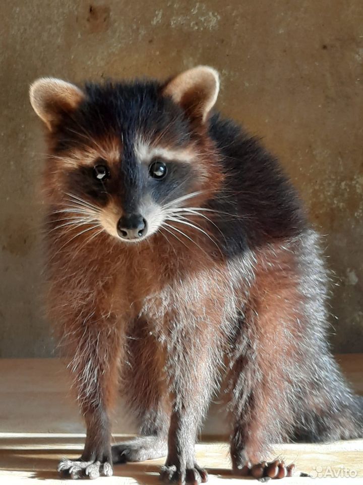 Ручной енотик,3 месяца