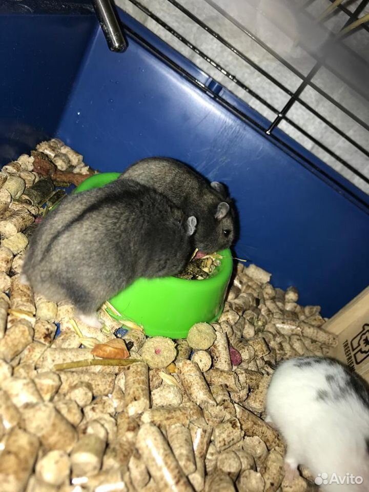 Джунгарский хомяк окрас как борундук