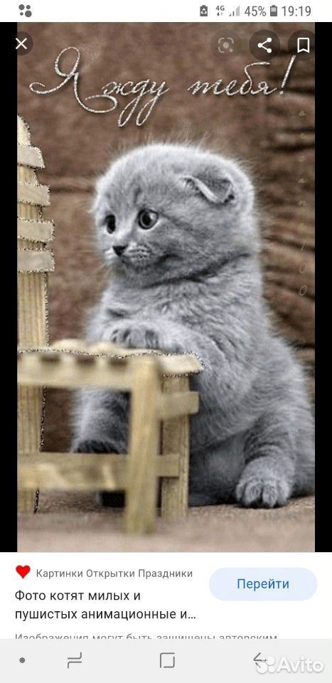 Котятки ищут своих хозяев