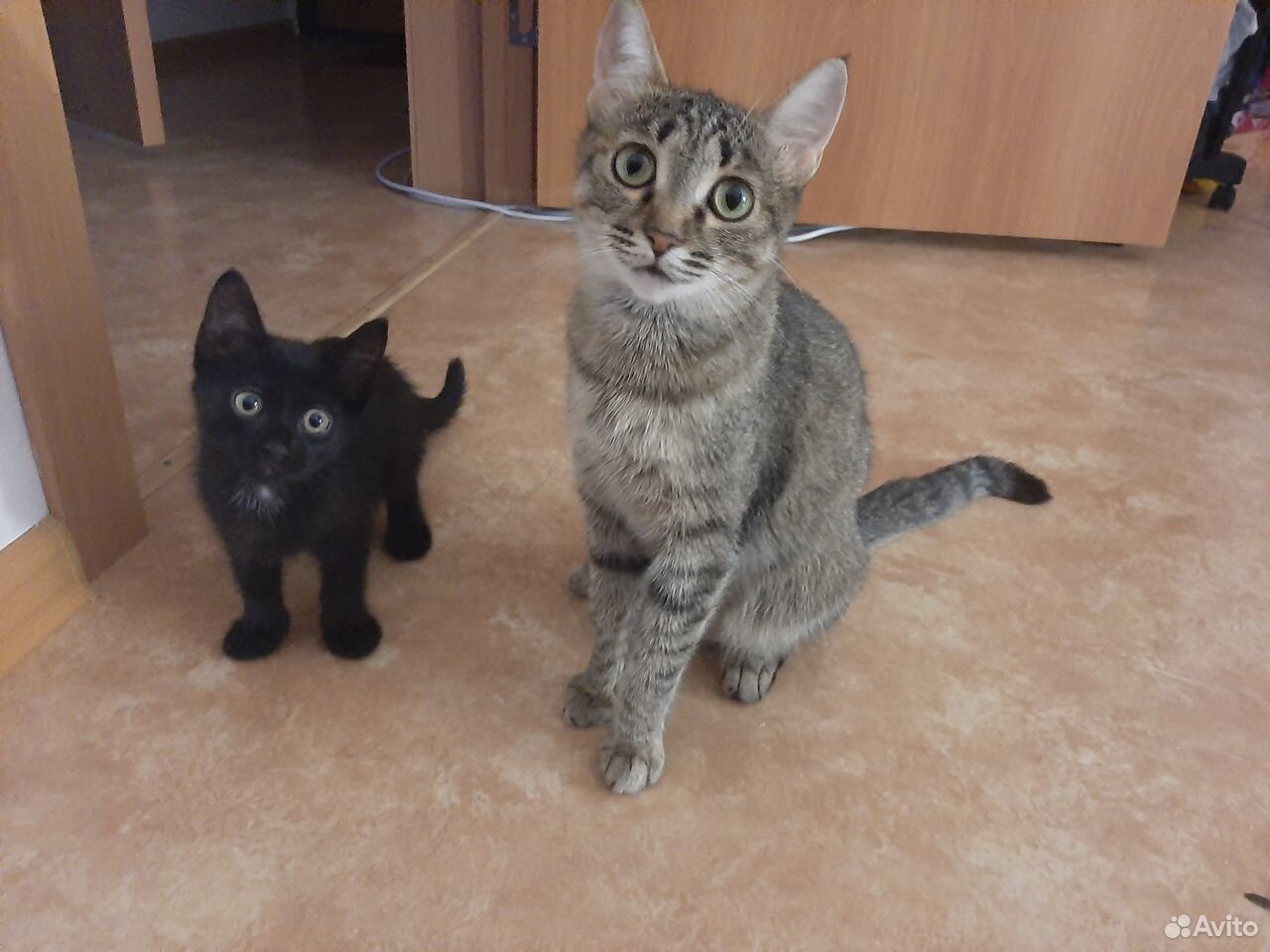 Отдам молодую кошечку и котенка