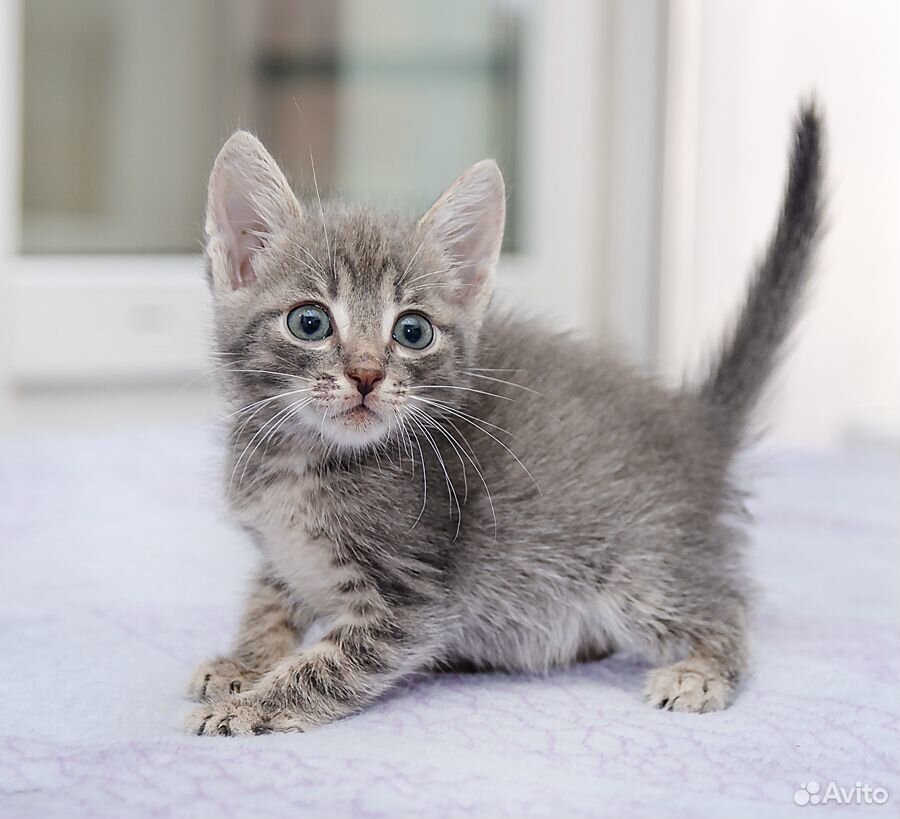 Котёнок