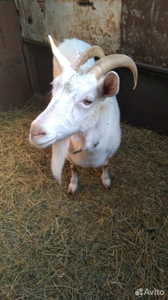 Коза (зааненская)