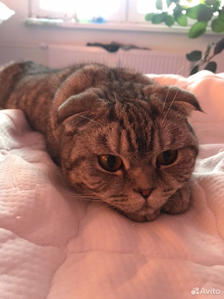 Продам молодую кошечку