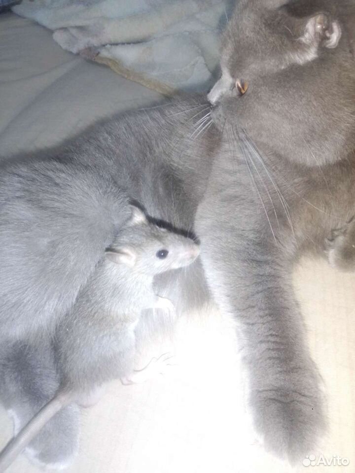 Милые крысята