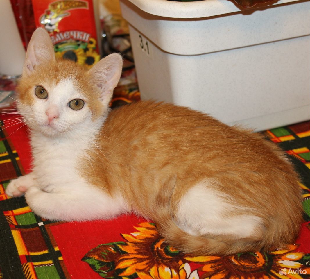 Котёнок-девочка нуждается в доме